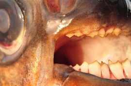 Ashley Denise Attson Arizona mum sentenced 20 years abandoning 17 month ...