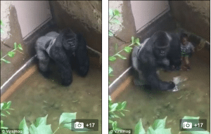 Isiah Dickerson photos: Mommy I want to swim with Harambe the gorilla