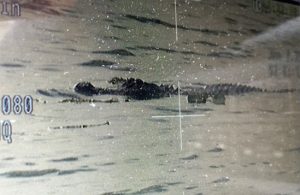 Who? Florida alligator found with human body in its mouth