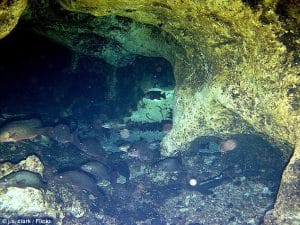 Why did Patrick Peacock and Chris Rittenmeyer Eagle Nest Cave divers ...