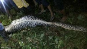 Photos: Akbar Salubiro Indonesian man eaten alive by python found.