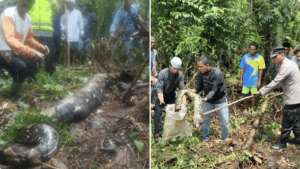 22ft python snake swallows Indonesian grandmother whole