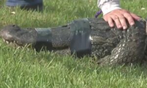 St Lucie County woman, 85, killed by 10ft alligator saving dog
