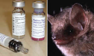 Minnesota man, 84, dies of rabies bat bite: immune system cited