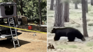 Steven Jackson, Tucson, AZ man mauled to death by black bear