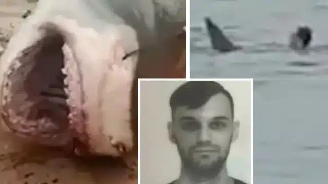 Vladimir Popov body parts discovered inside shark that ate tourist