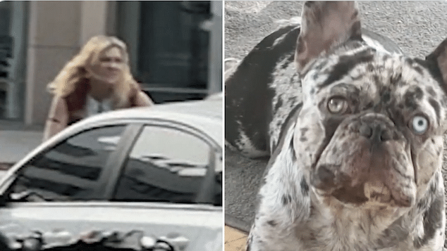 Sadie Slater, L.A dognapping suspect arrested French bulldog theft