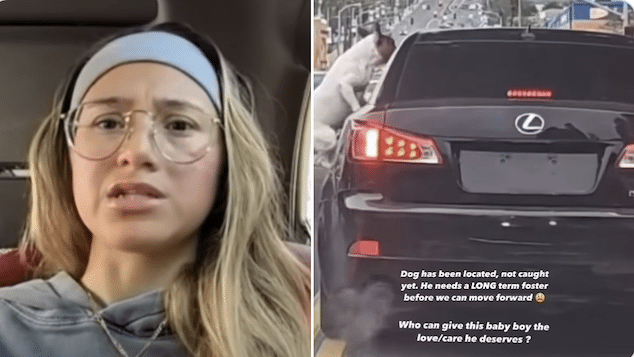 Destiny Gomez saves dog dumped on Long Beach by Lexus driver