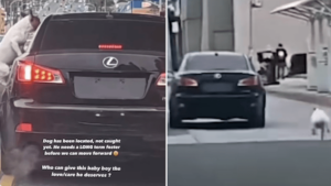 Destiny Gomez saves dog dumped on Long Beach by Lexus driver