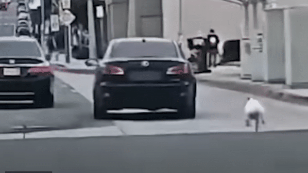 Destiny Gomez saves dog dumped on Long Beach by Lexus driver