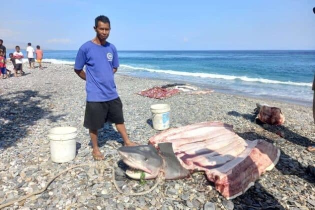 Colleen Monfore eaten by shark during Indonesia dive trip