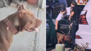 Pedro Luis Ortega San Diego man mauled to death by XL bully breed