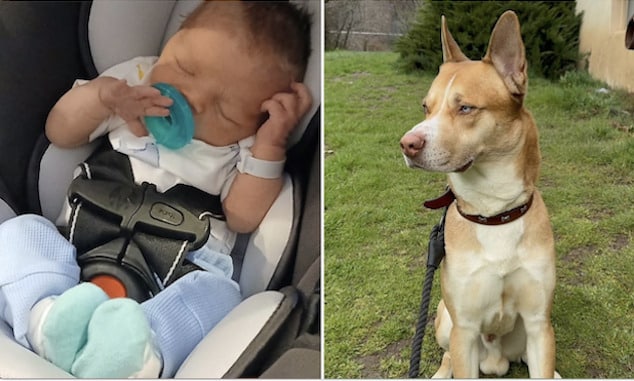 Jason Weaver 'accidentally' mauled to death by mom & dad's husky-pit ...